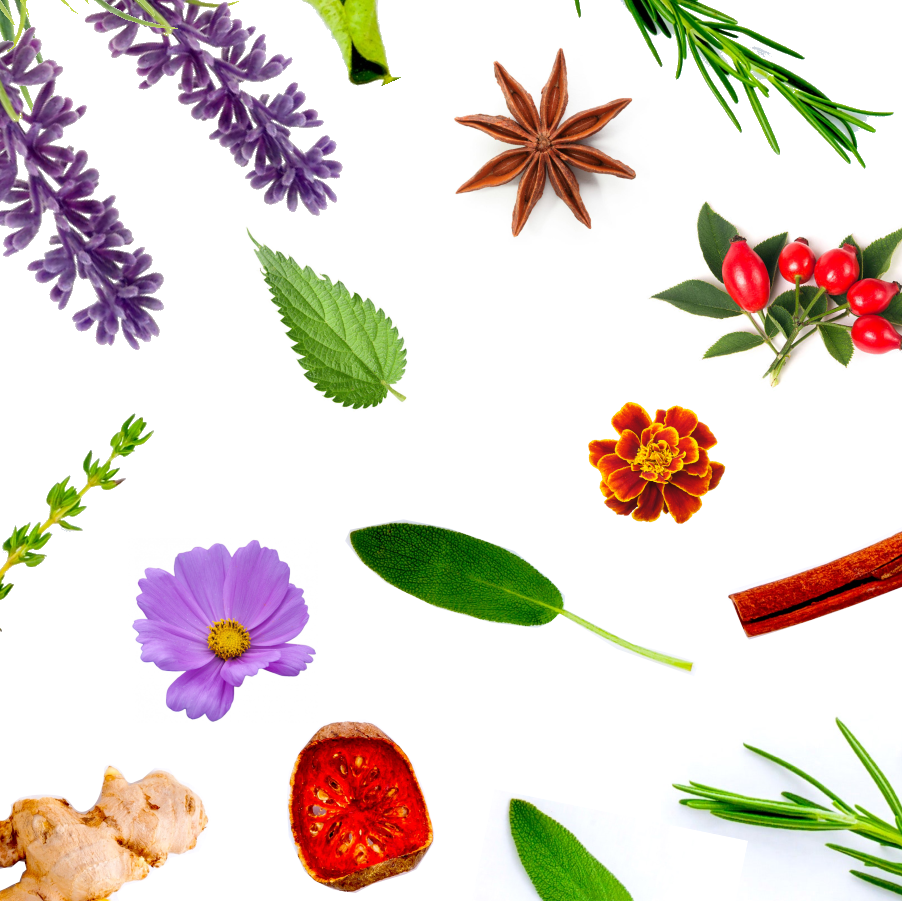 Sunde og populære urte teer | Godnat te, Hornbækhus, Rooibos | Guldkop
